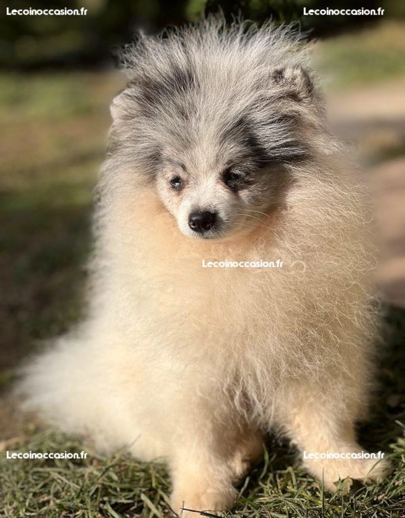 Spitz naine pomeranian | tinast.fr