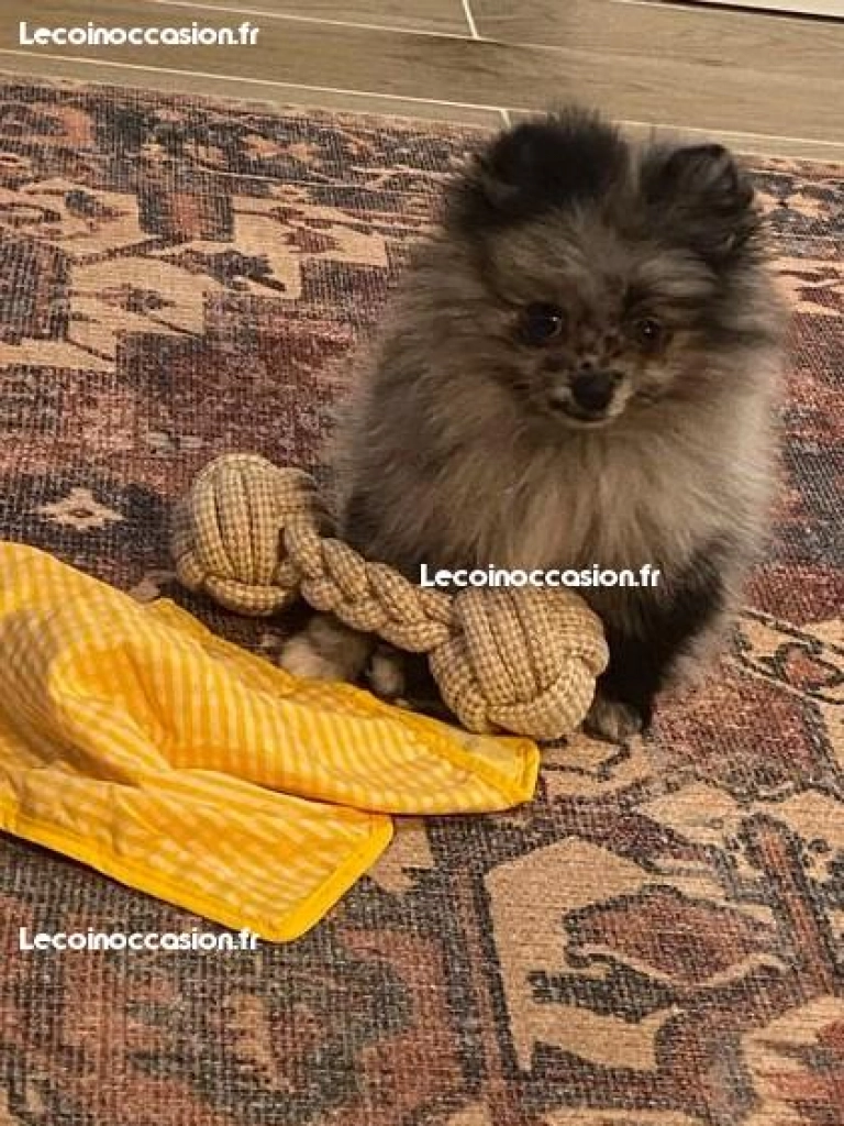 Spitz merle très rare | tinast.fr